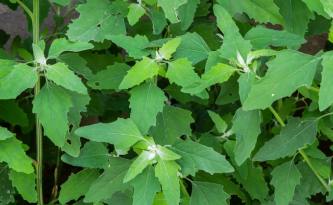 Salotos iš pievos: valgomi laukiniai augalai | Tėvų Darželis